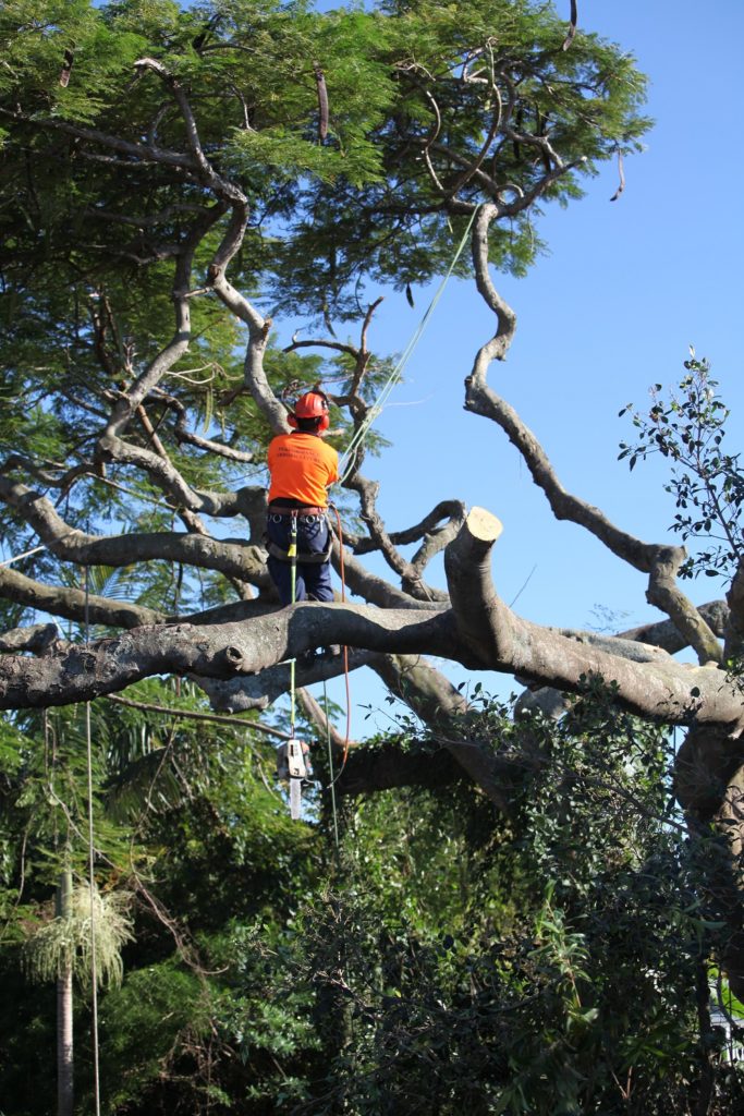 tree-lopping-margate-70 | Call 1300 885 755