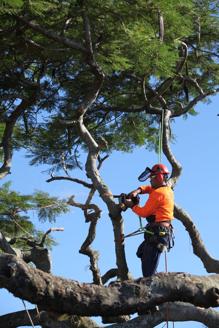 Home Page [treelopper.com.au]