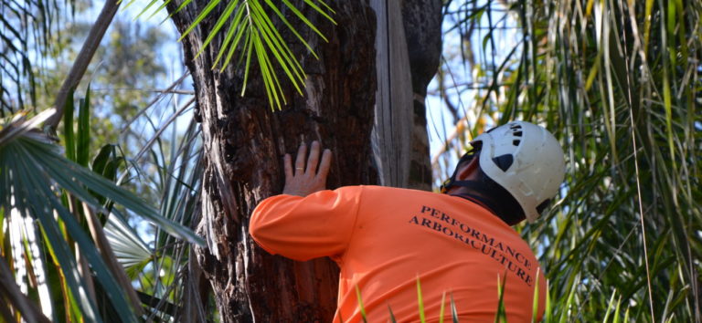 Home Page [treelopper.com.au]